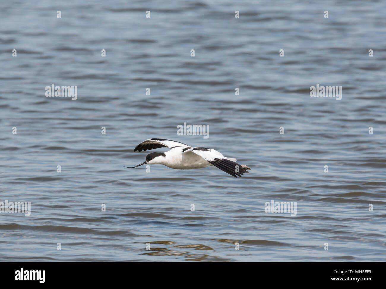Avocet Uk Flying High Resolution Stock Photography and Images - Alamy