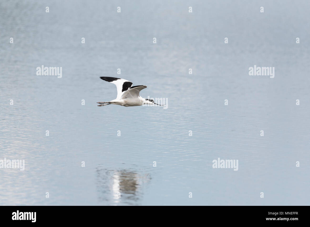 Avocet uk flying hi-res stock photography and images - Alamy