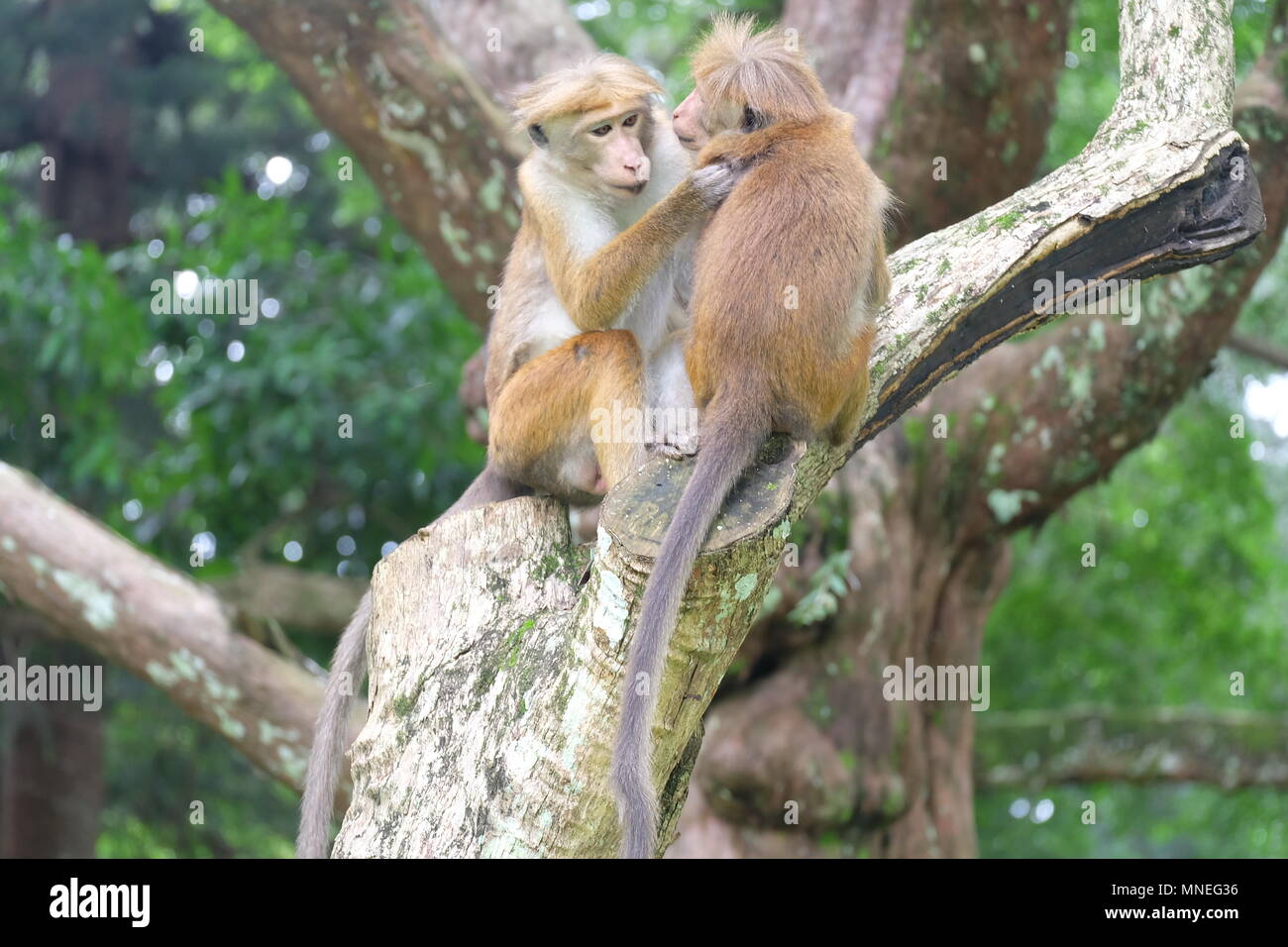 Sri Lankan Monkeys (Toque Macaque Stock Photo - Alamy