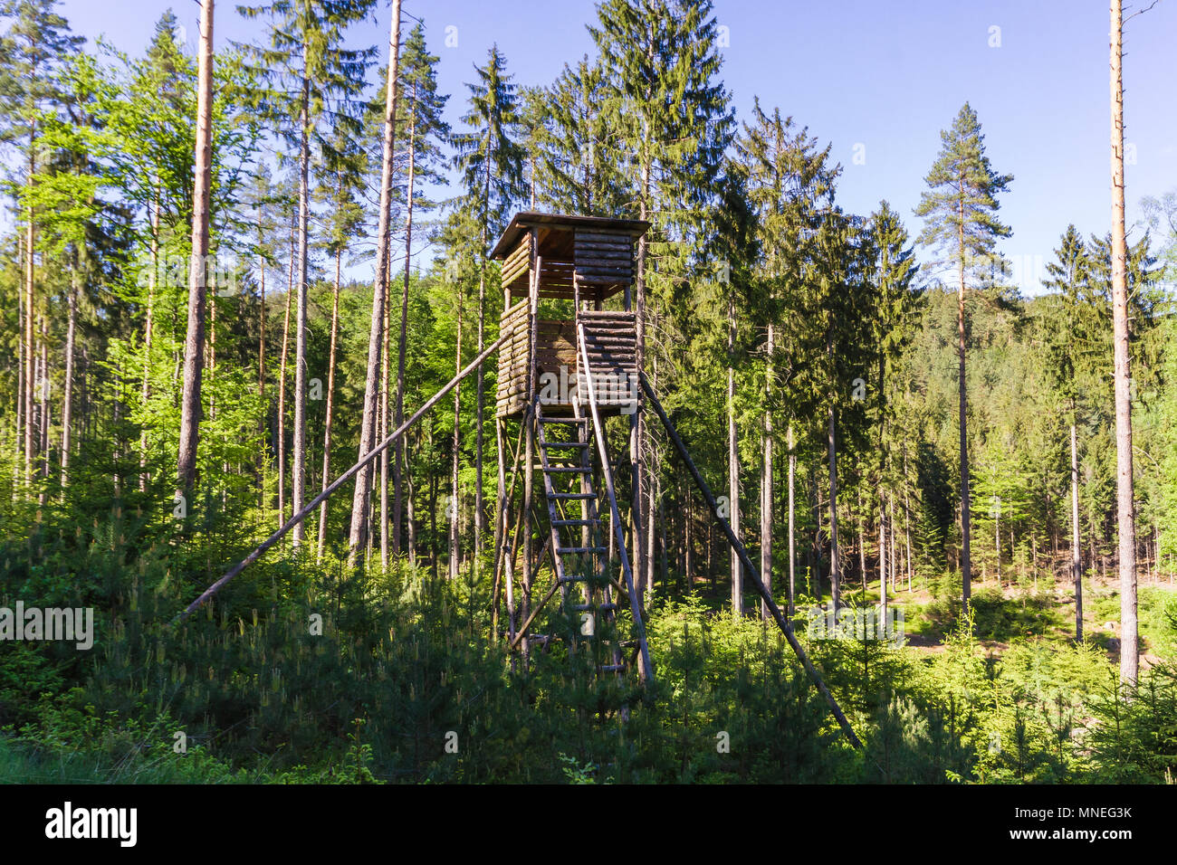 High conifer forest hi-res stock photography and images - Alamy