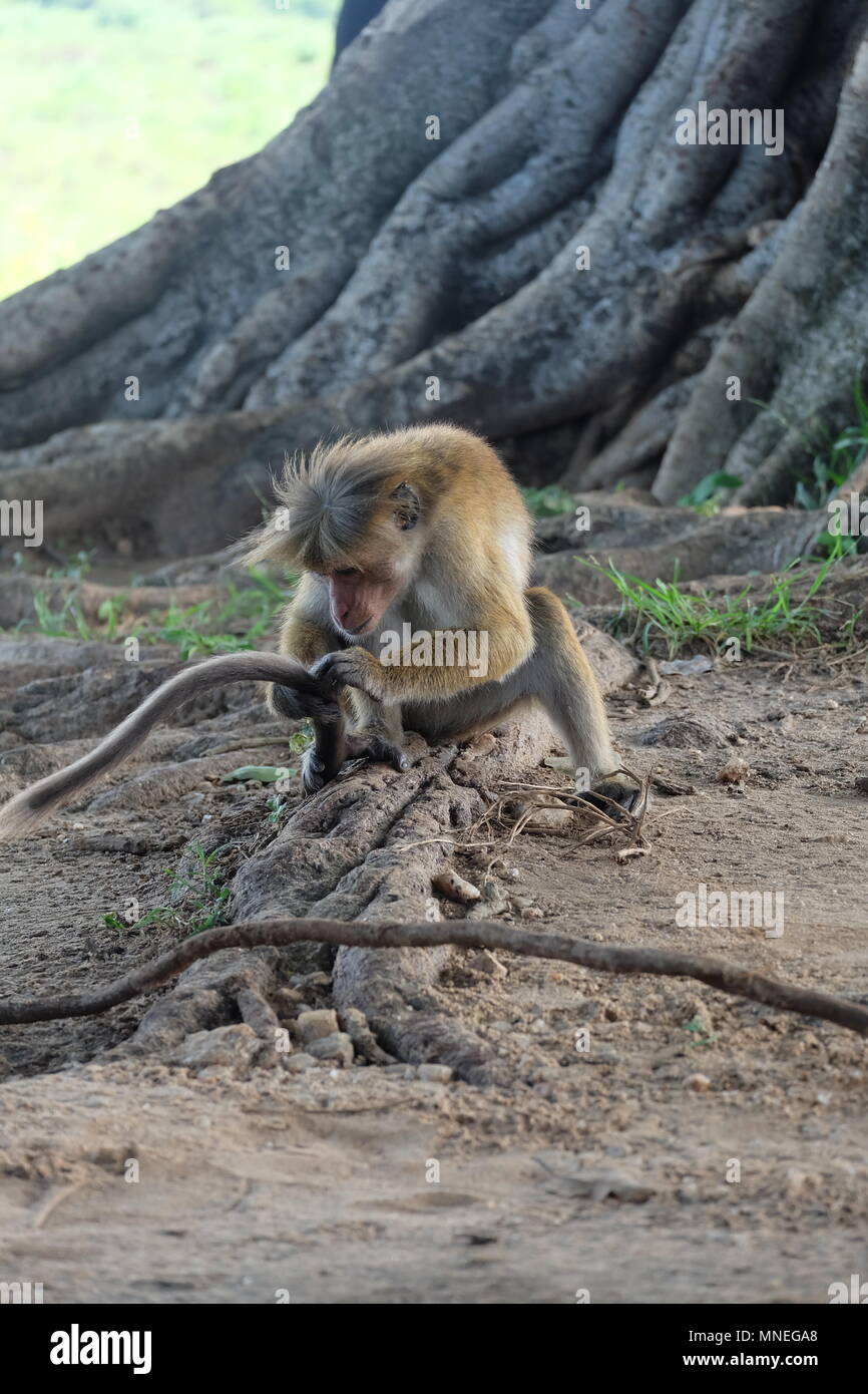 Monkey (Donald Trump lookalike!) in Udawalawe National Park, Sri Lanka ...
