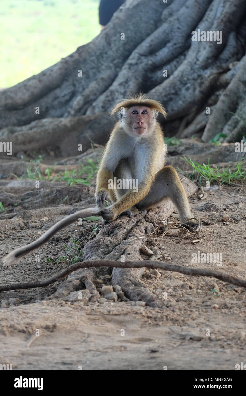 Monkey (Donald Trump lookalike!) in Udawalawe National Park, Sri Lanka ...