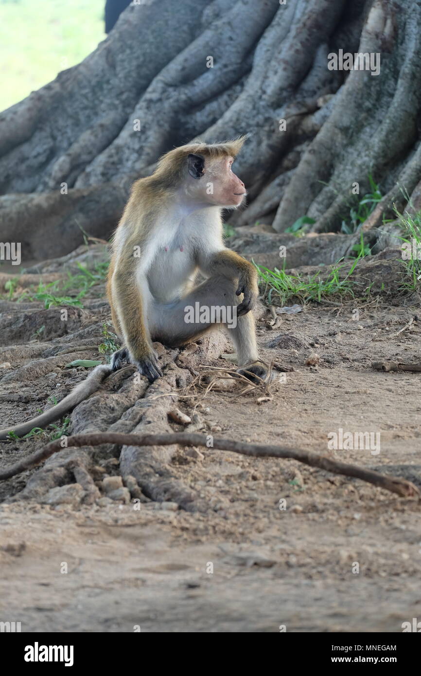Monkey (Donald Trump lookalike!) in Udawalawe National Park, Sri Lanka ...