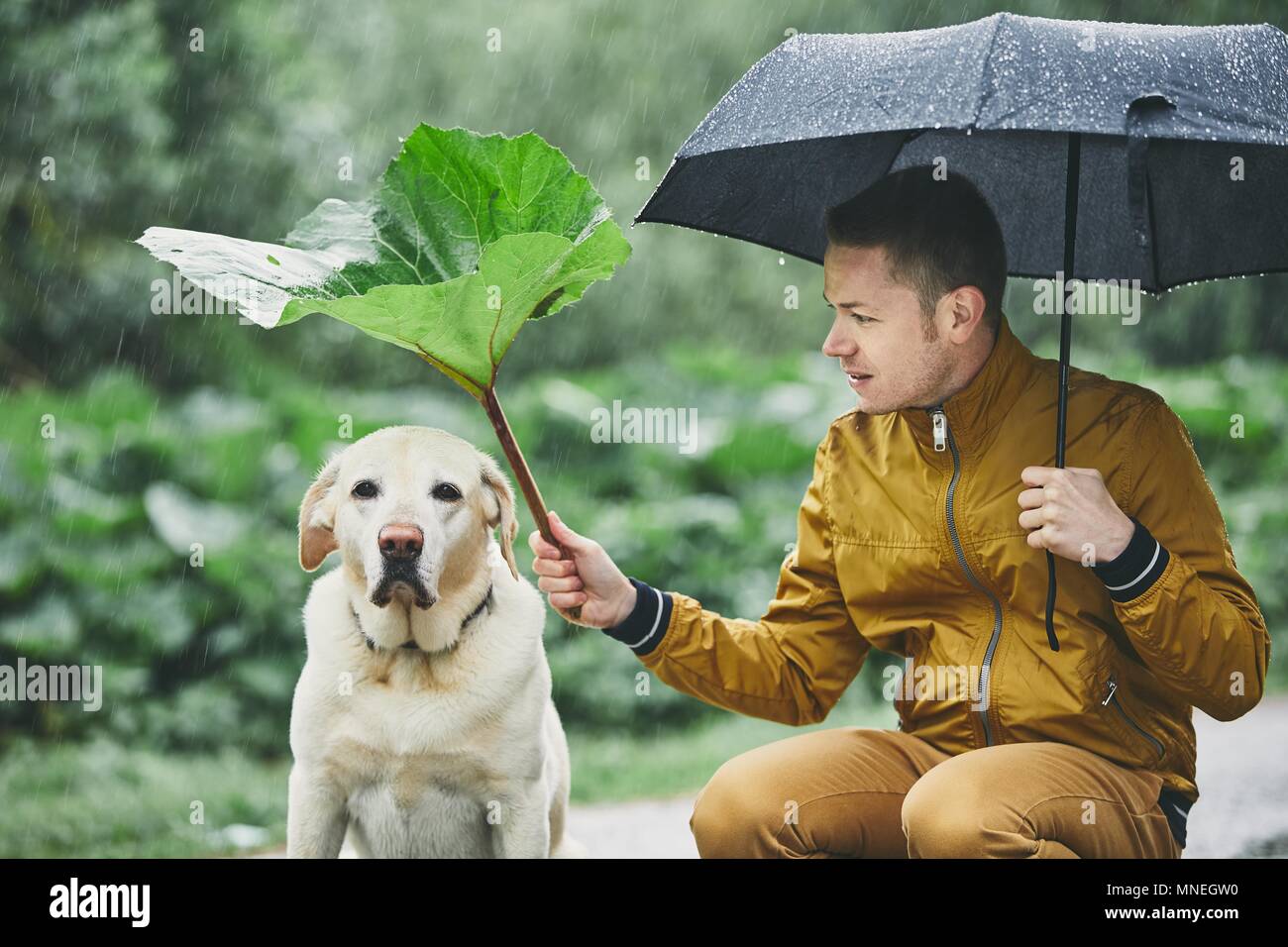 Rainy day with dog in nature. Young man with umbrella holding leaf of ...