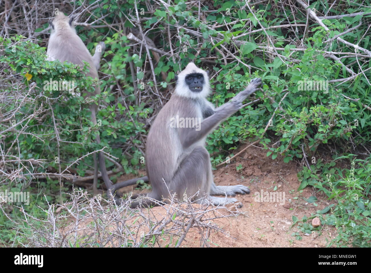 Sri lankan grey monkey hi-res stock photography and images - Alamy