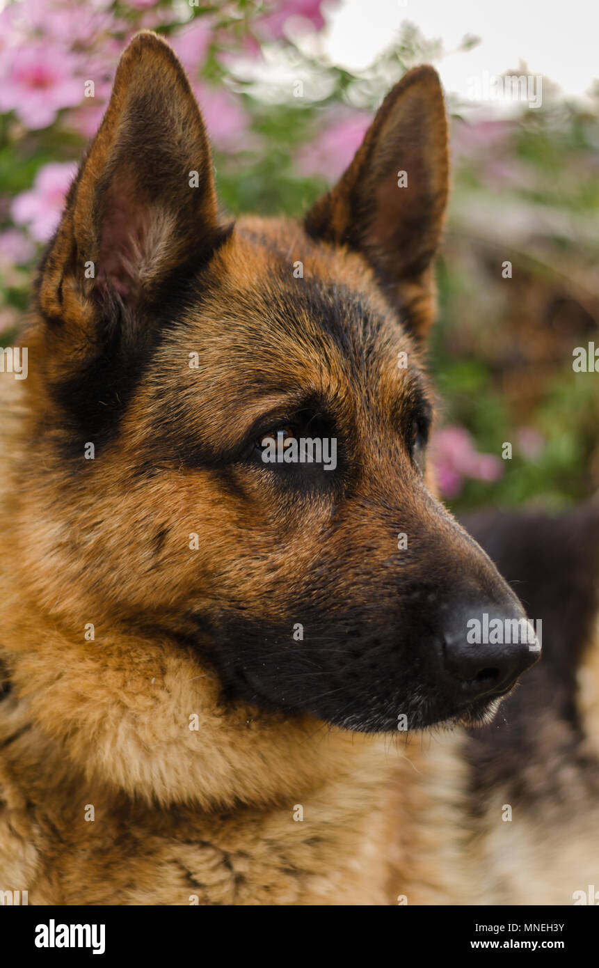 Adult German Shepherd Stock Photo - Alamy