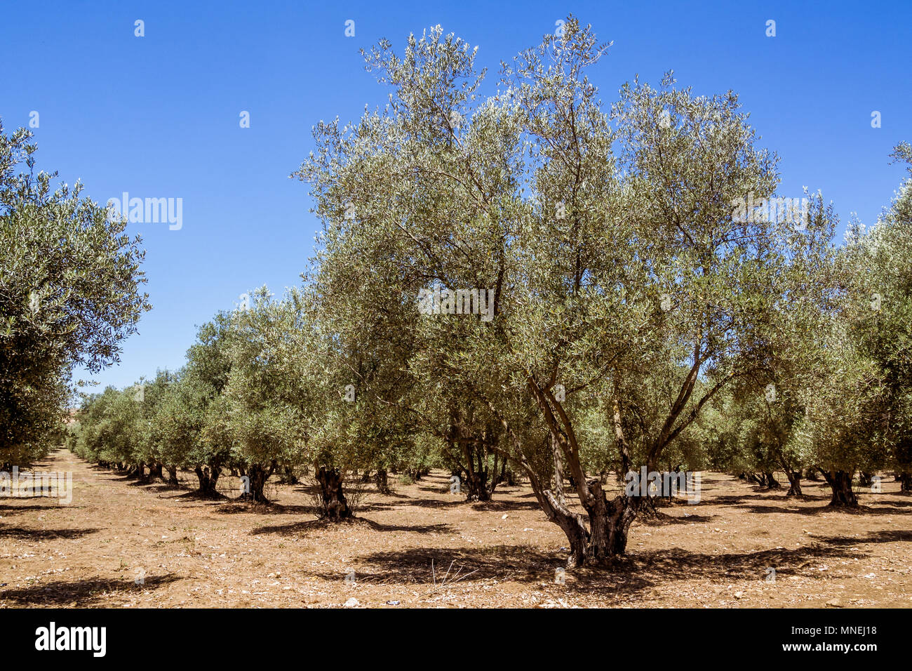 Farming morocco agriculture field hi-res stock photography and images ...