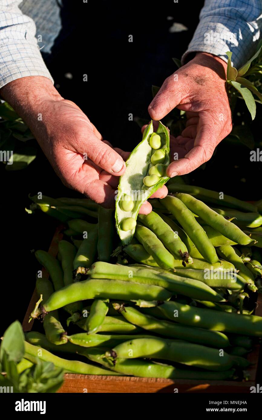 Hand holding broad beans broad bean hi-res stock photography and images ...