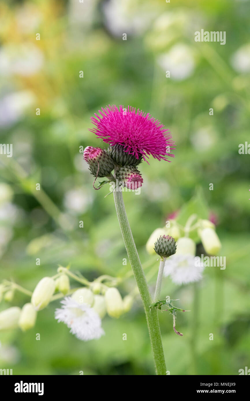 Cirsium rivulare 'atropurpureum'. Plume thistle 'Atropurpureum' / Brook ...