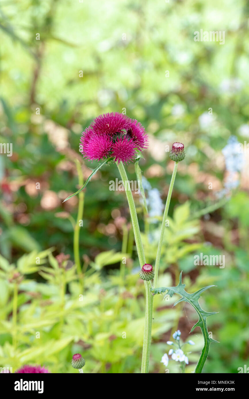 Cirsium rivulare 'atropurpureum'. Plume thistle 'Atropurpureum' / Brook ...