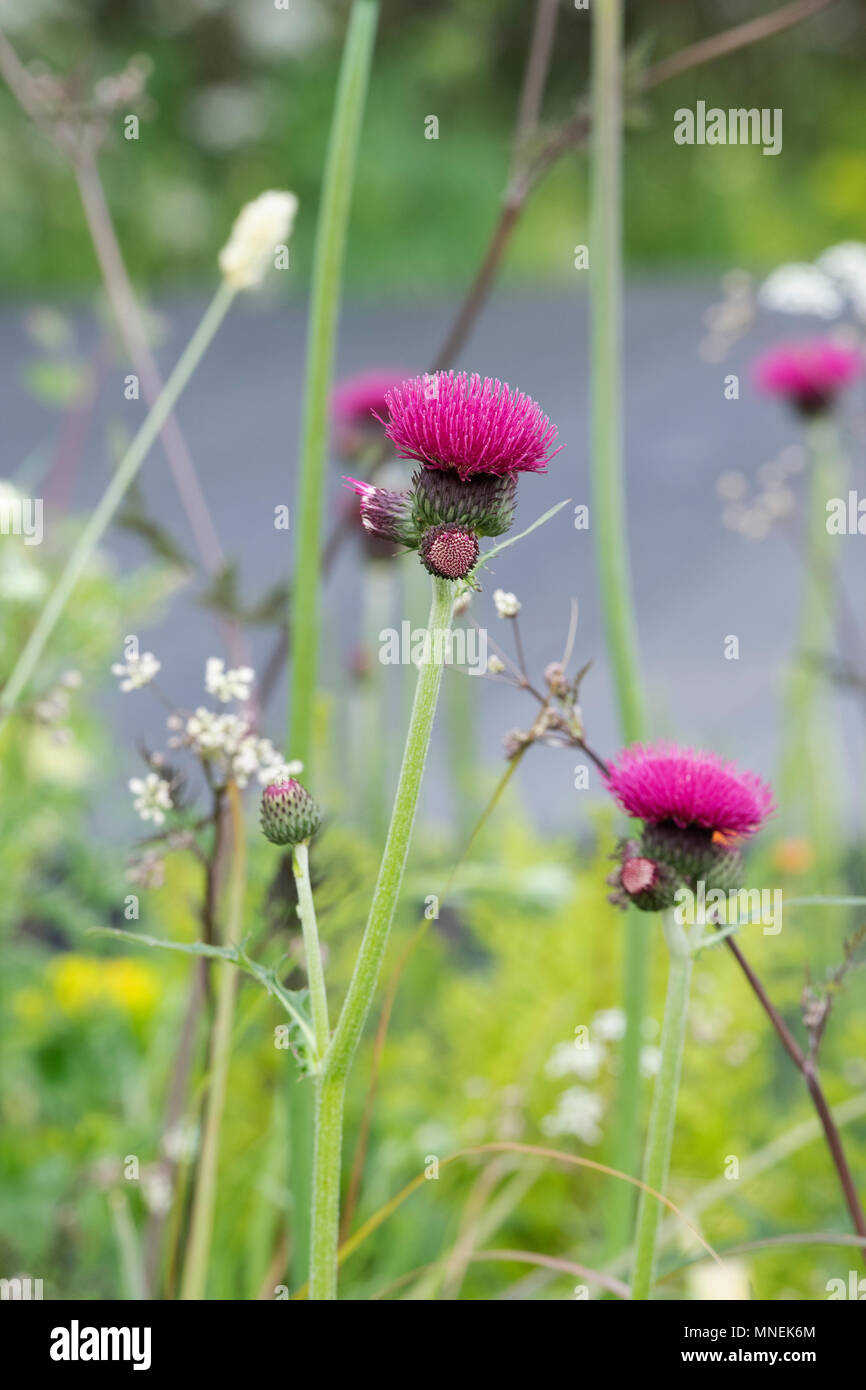 Cirsium rivulare 'atropurpureum'. Plume thistle 'Atropurpureum' / Brook ...