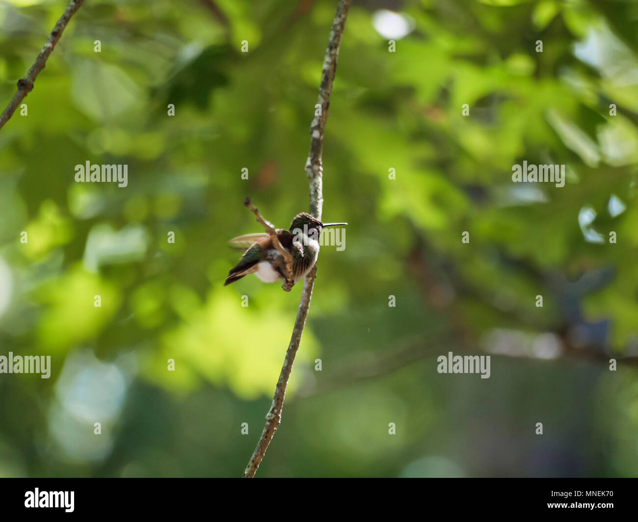 Closeup hummingbird feeder hi-res stock photography and images - Alamy