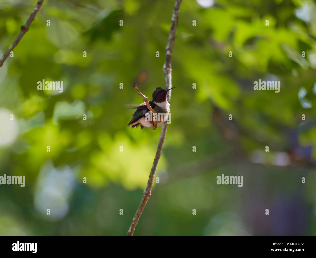 Closeup hummingbird feeder hi-res stock photography and images - Alamy