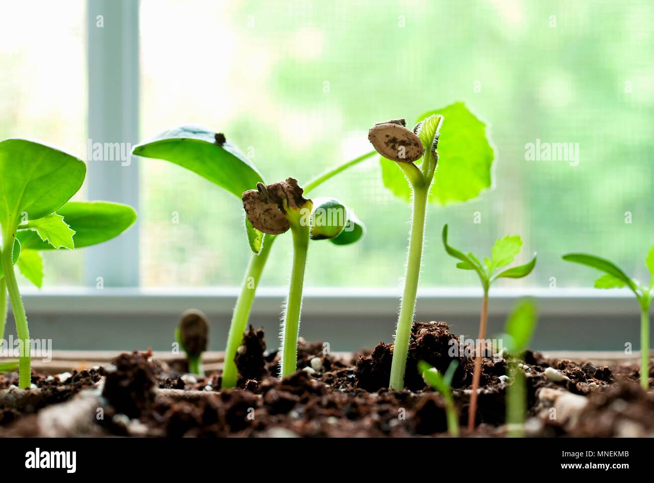 Zucchini seedlings hi-res stock photography and images - Alamy