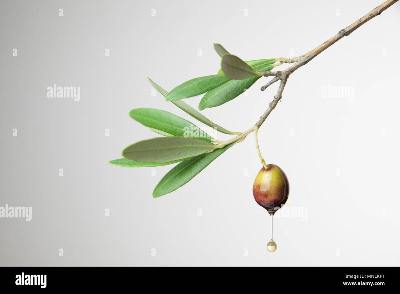 Olive oil dripping from an olive Stock Photo - Alamy