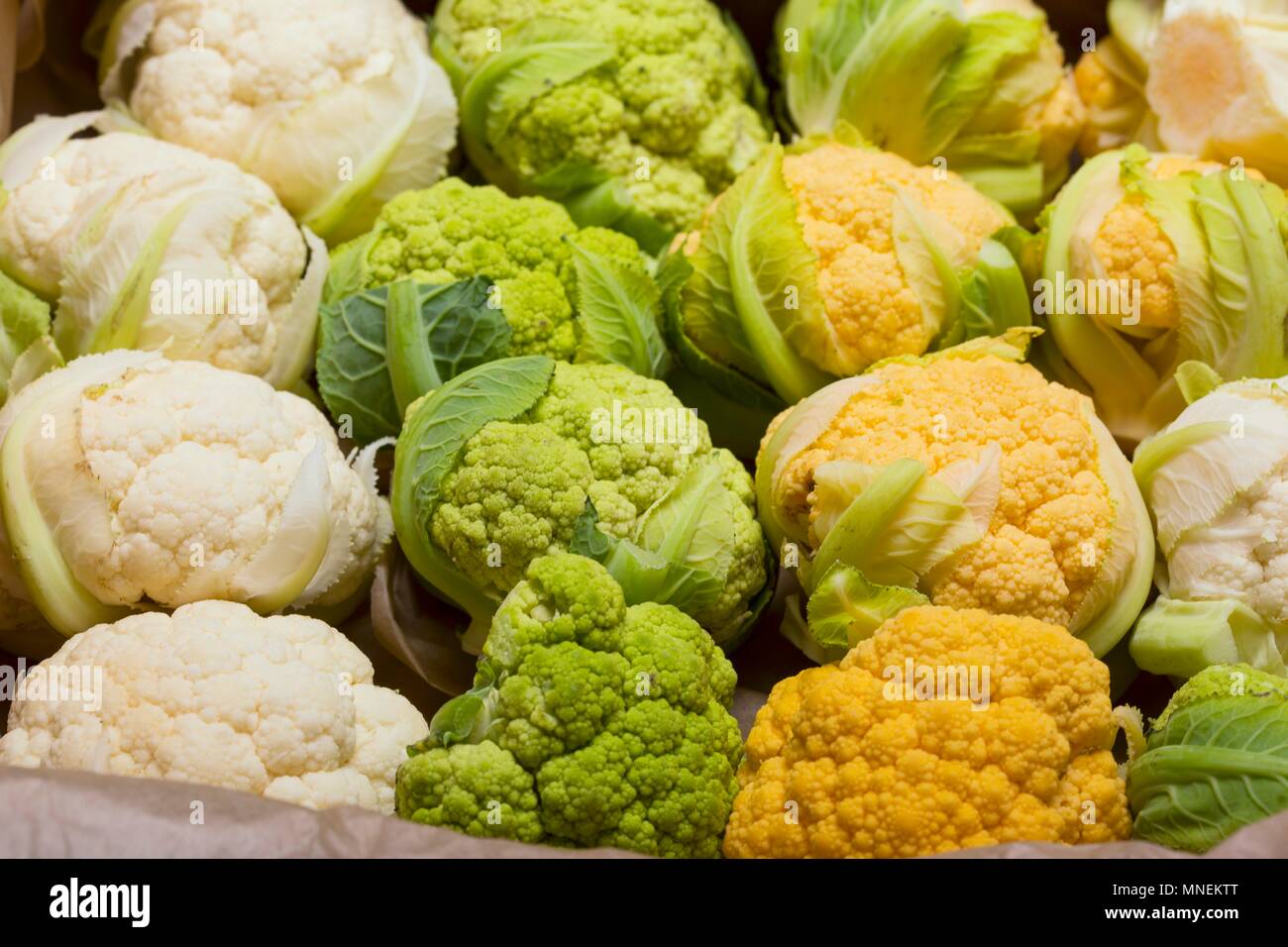 Photos tricolor hi-res stock photography and images - Alamy