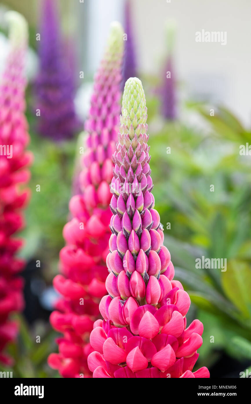 Lupinus. Lupin ‘Beefeater’ flower on display at a flower show. England ...