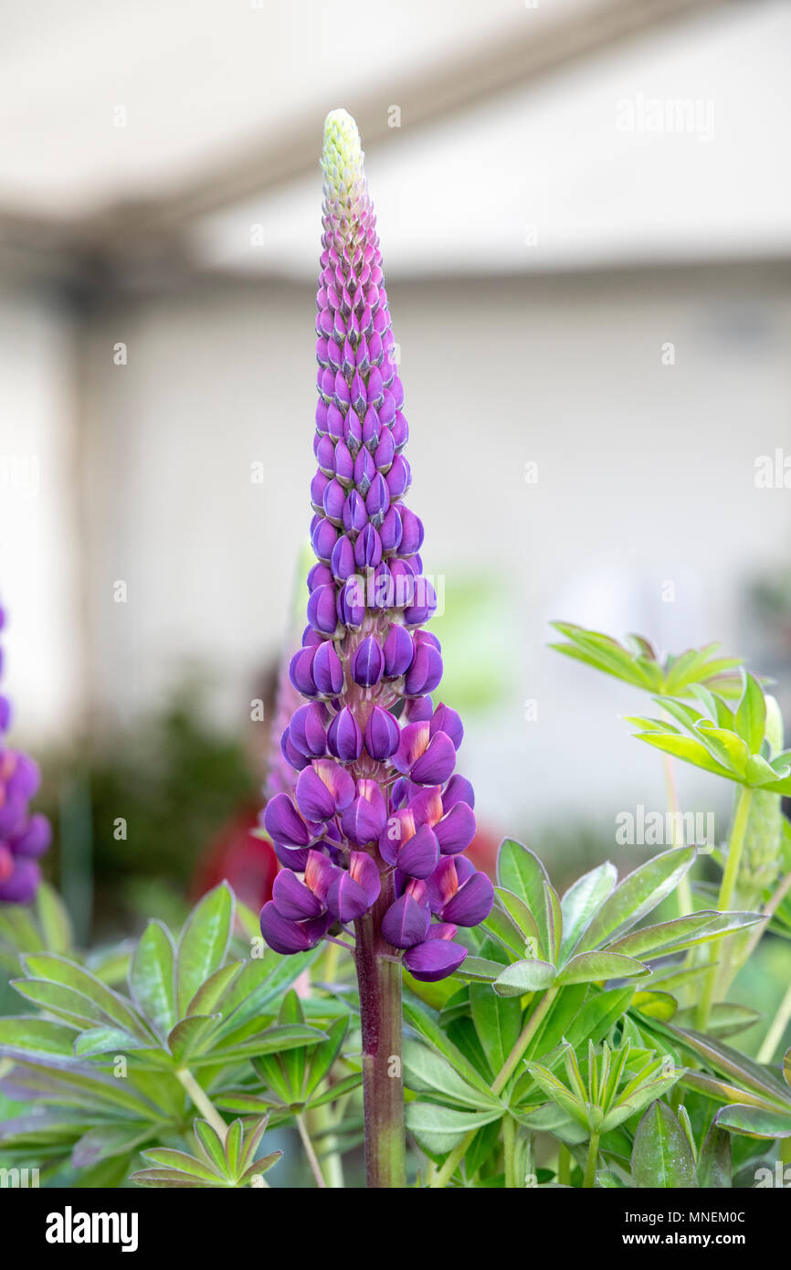 Lupinus. Lupin ‘Masterpiece’ flower on display at a flower show ...