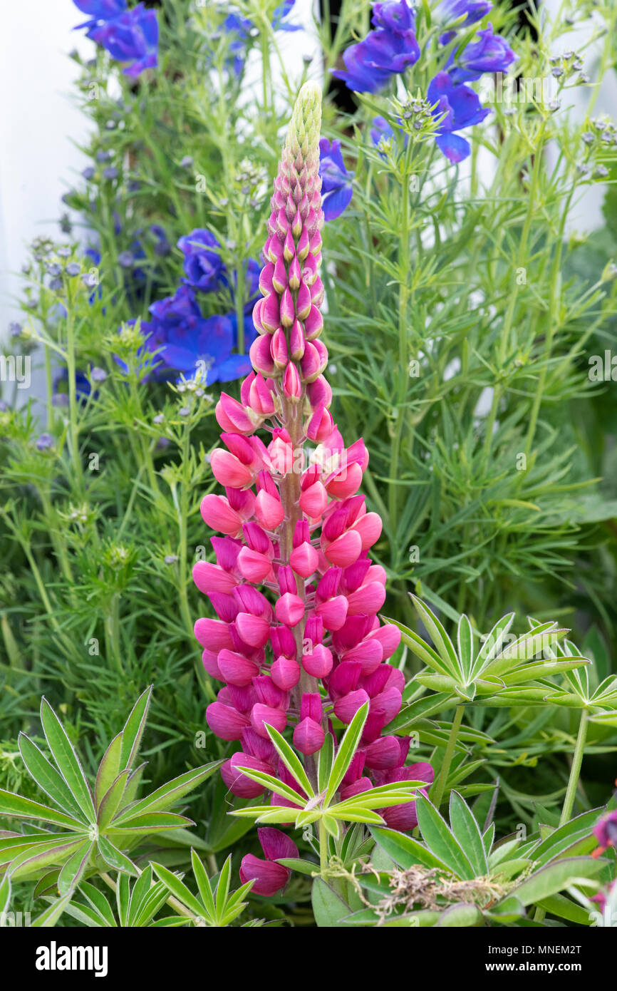 Lupinus. Colourful pink Lupin flower on display at the RHS Malvern ...