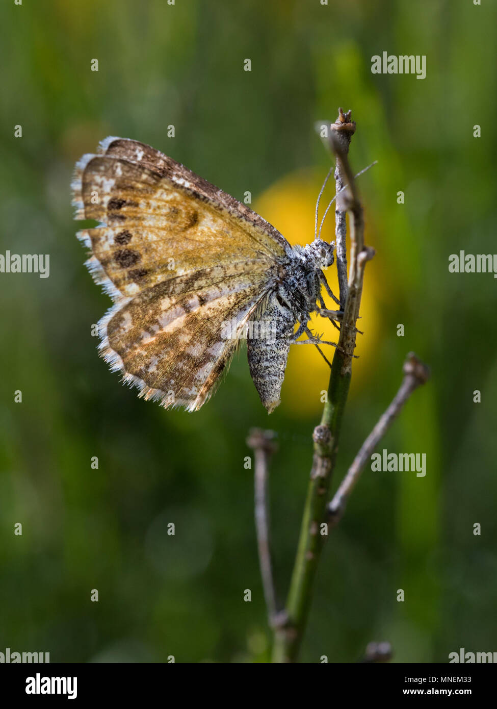 Moth wings folded hi-res stock photography and images - Alamy