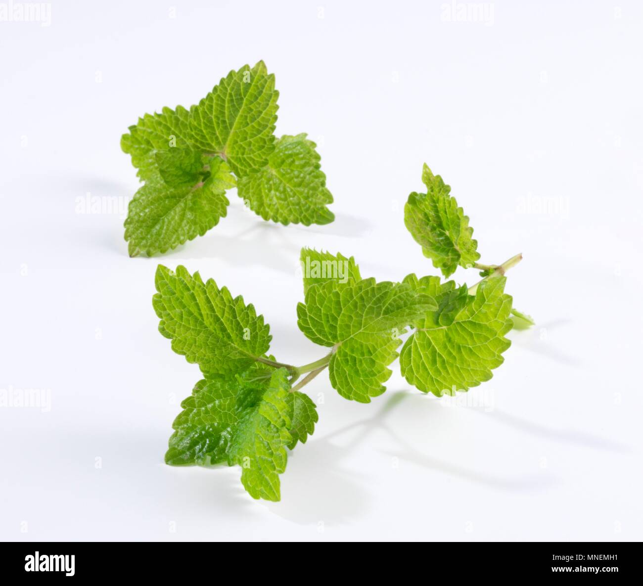 Culinary herb herbs hi-res stock photography and images - Alamy