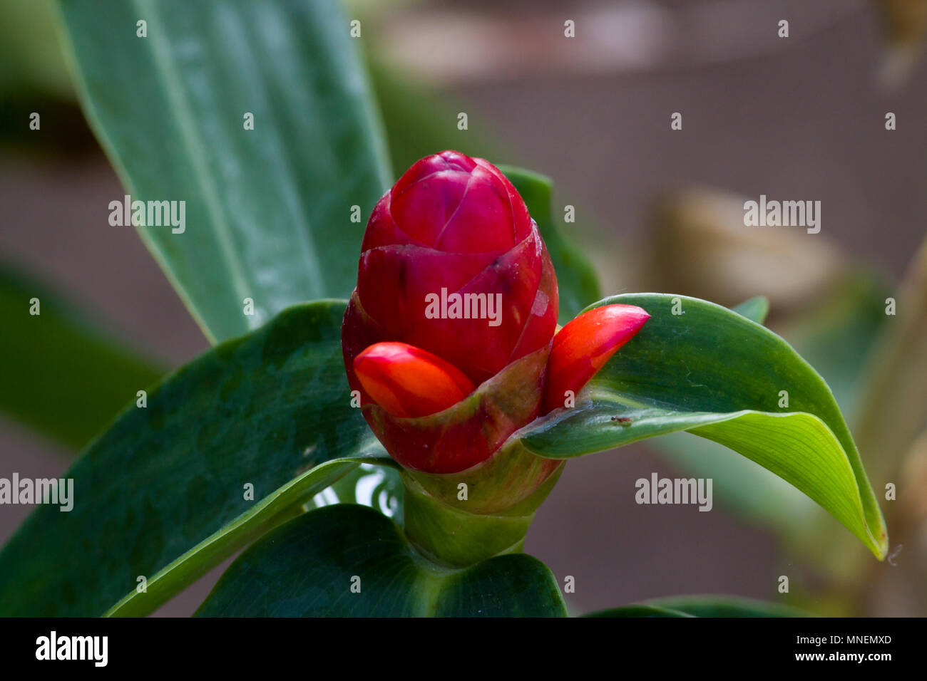 Red Button Ginger Flower With Green Leaves Stock Photo - Alamy