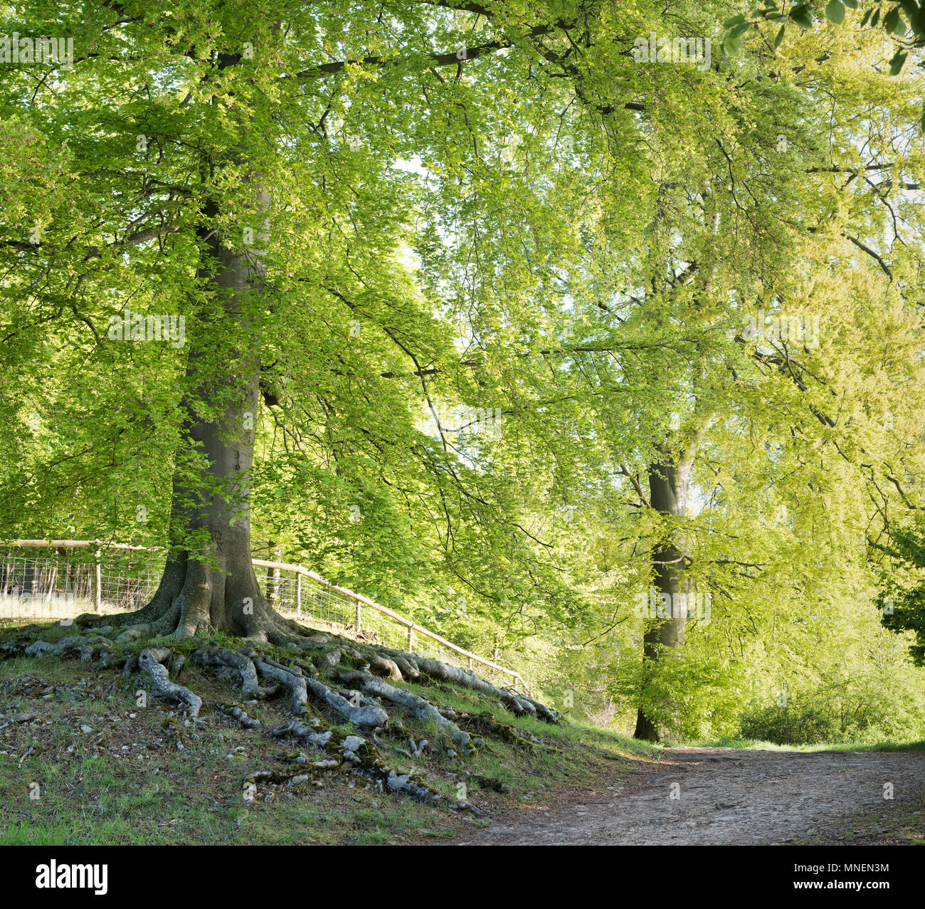 Fagus sylvatica spring beeches hi-res stock photography and images - Alamy