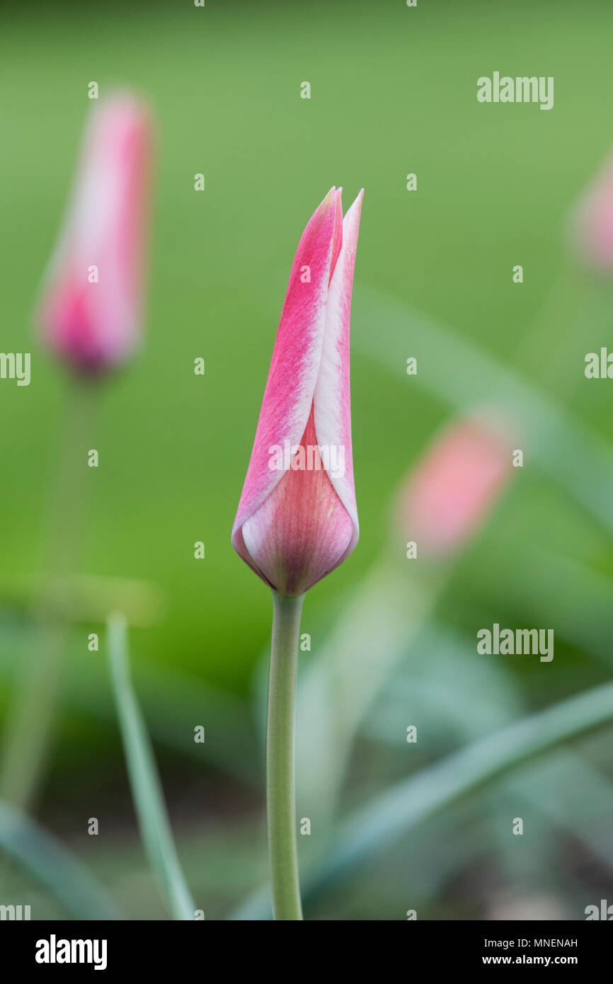 White lady flowers hi-res stock photography and images - Alamy