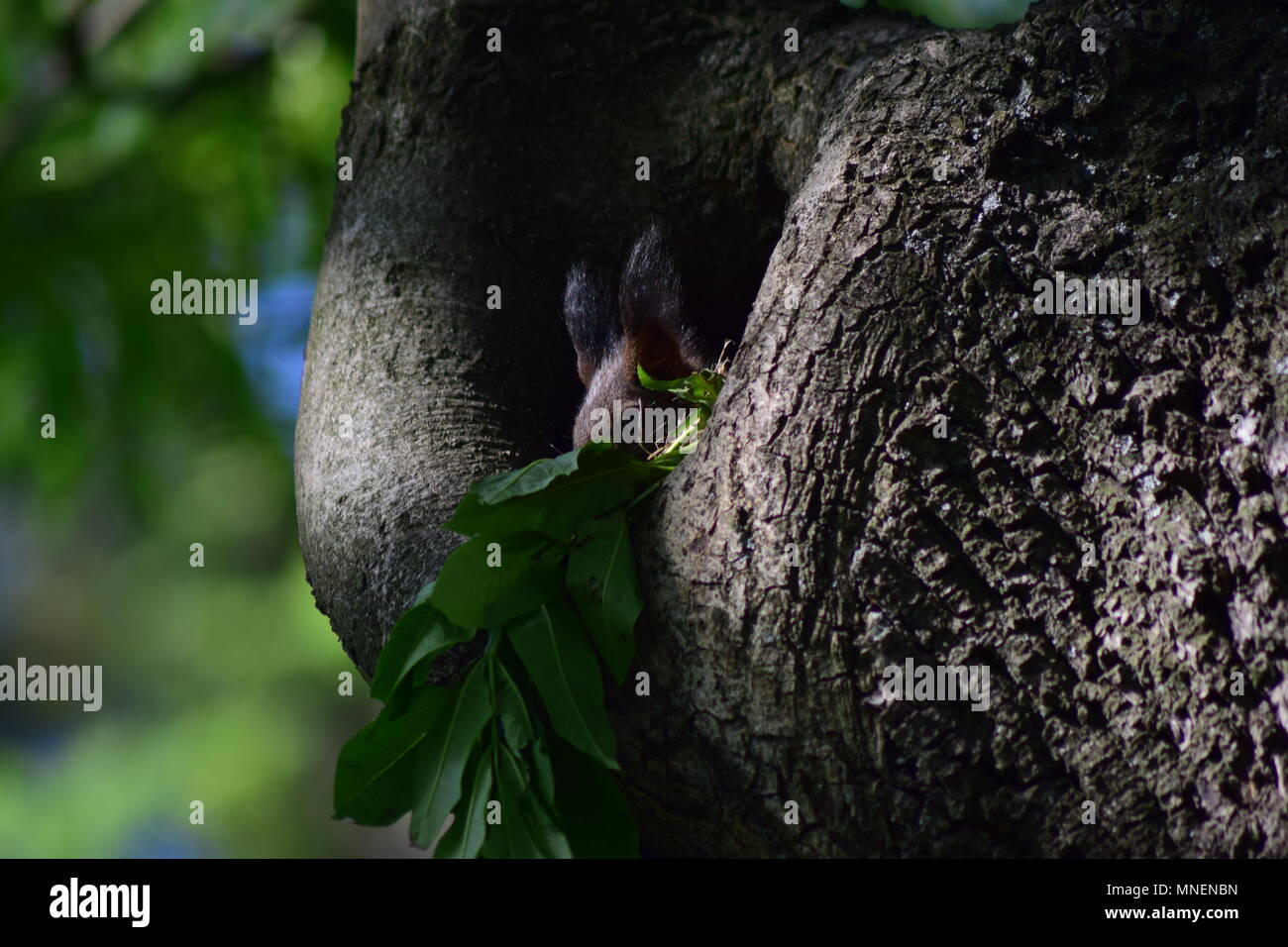 Squirrel hiding in a tree Stock Photo - Alamy