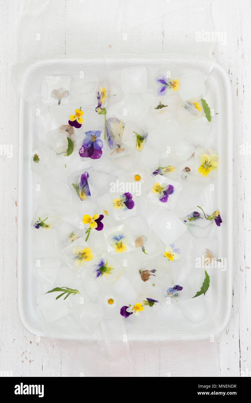 Decorative ice cubes with edible flowers (seen from above Stock Photo ...