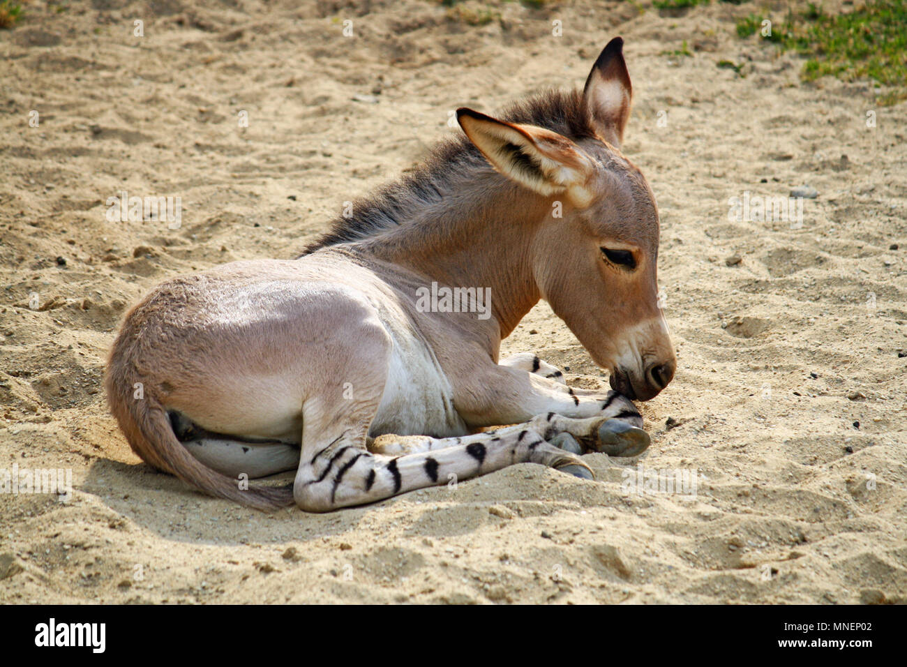 Newborn Mule