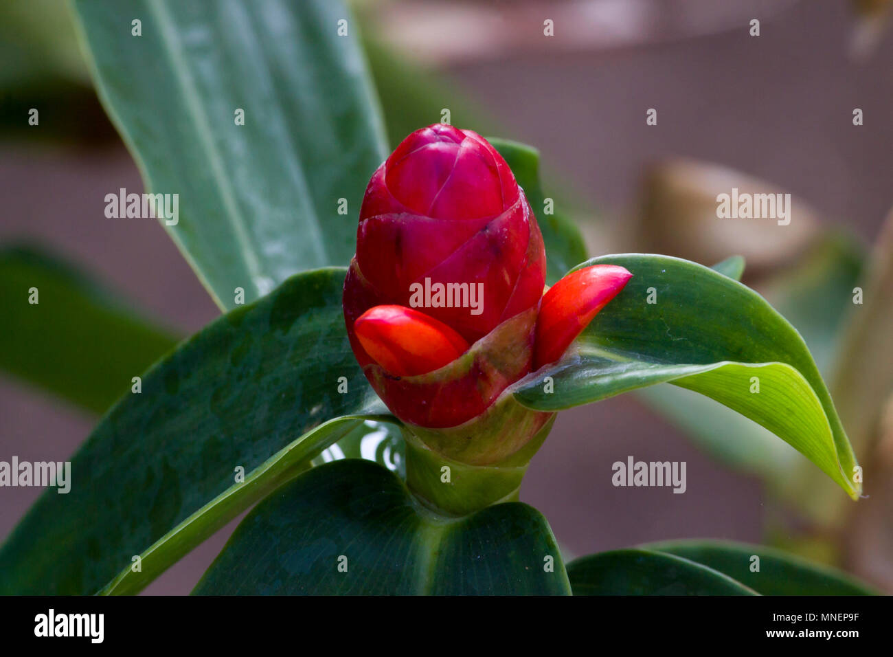 Red Button Ginger Flower With Green Leaves Stock Photo - Alamy