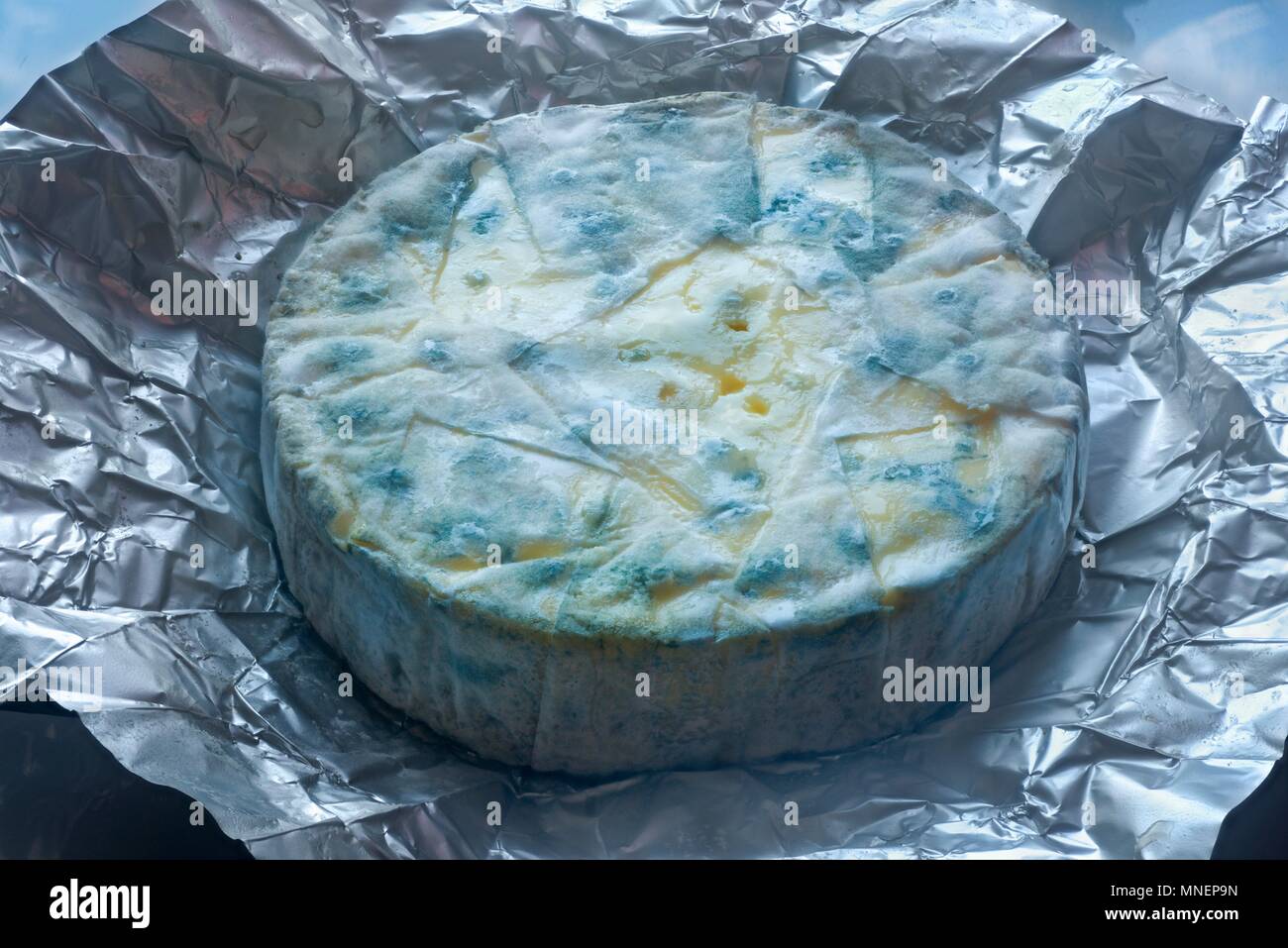 Blue cheese with penicillium Stock Photo - Alamy