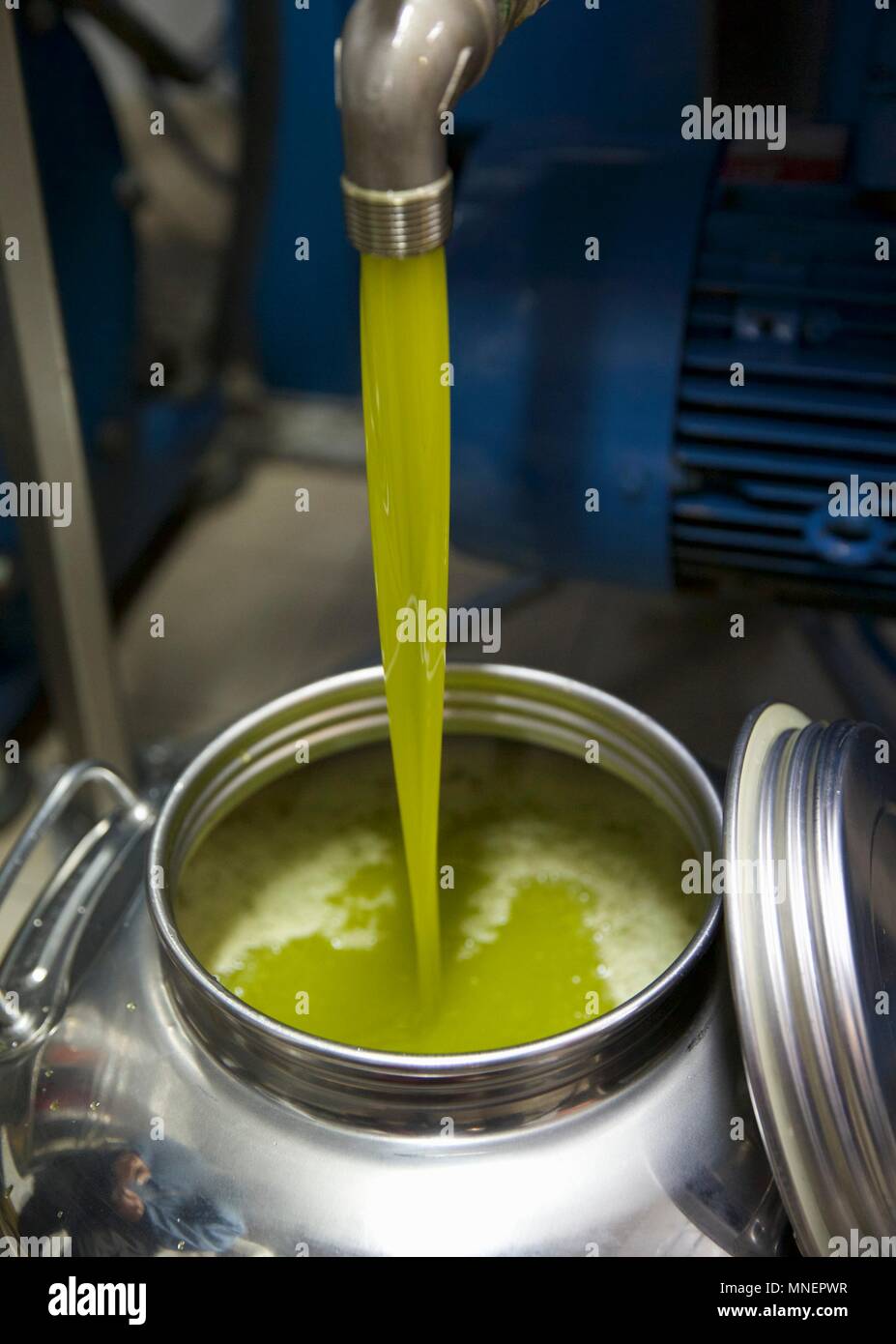Green olive oil flowing from a press into containers Stock Photo - Alamy