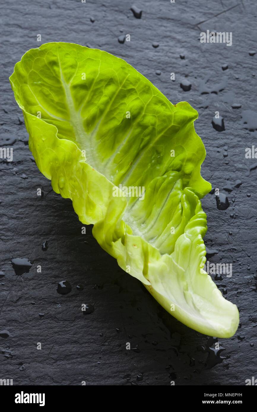 Close up leaf photos hi-res stock photography and images - Alamy