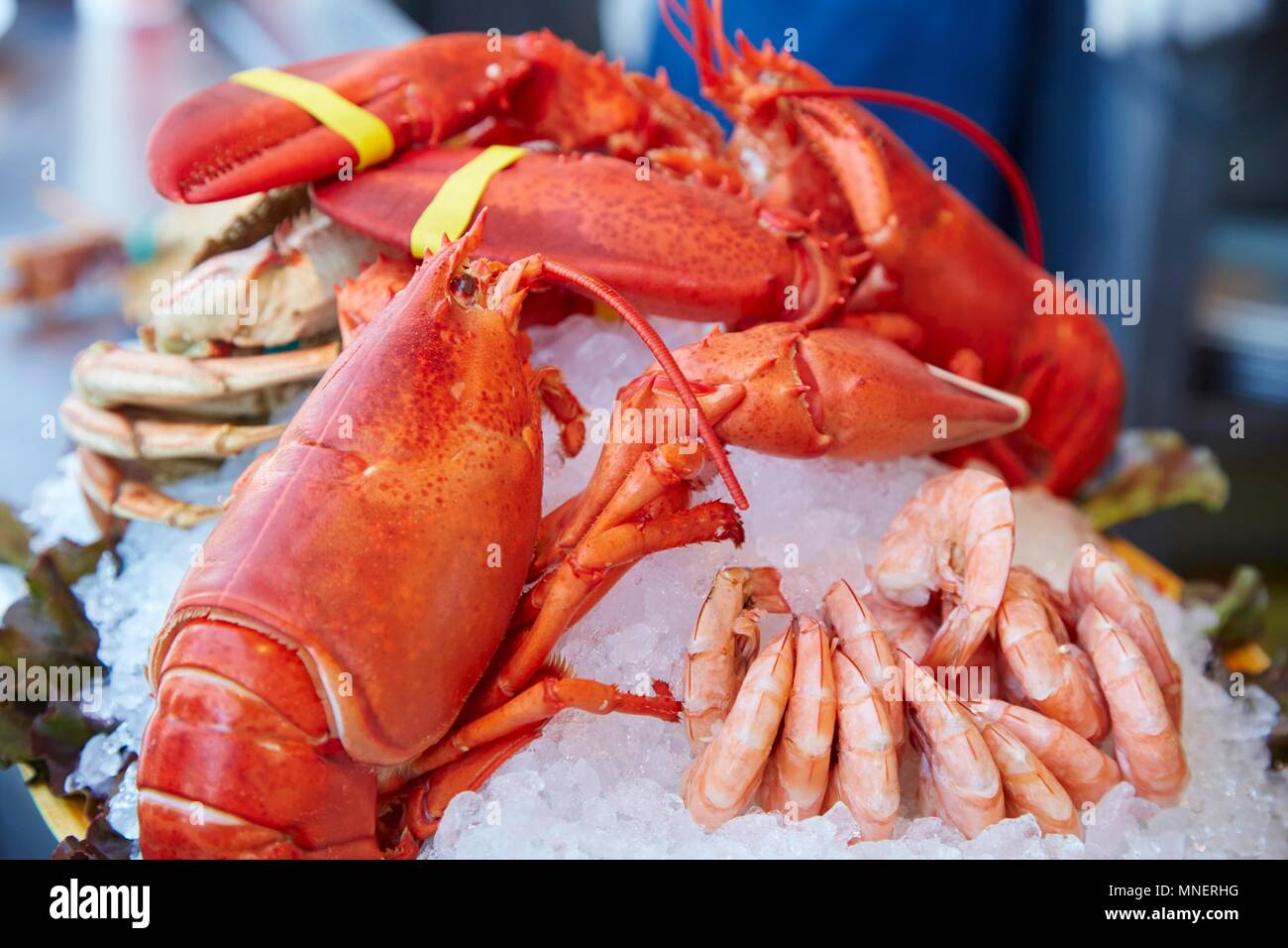 Seafood on ice Stock Photo - Alamy