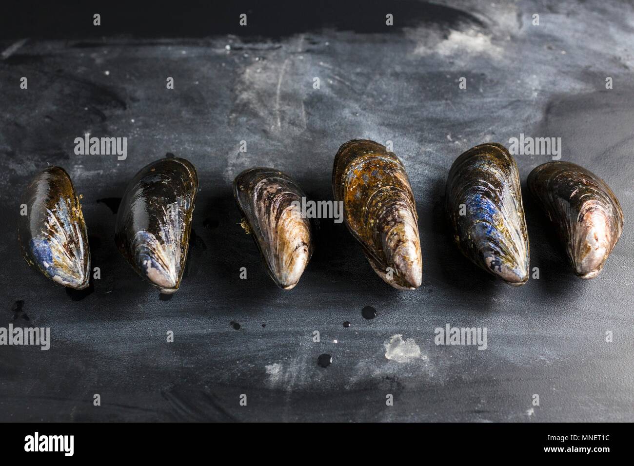 Inside mussel shell hi-res stock photography and images - Alamy