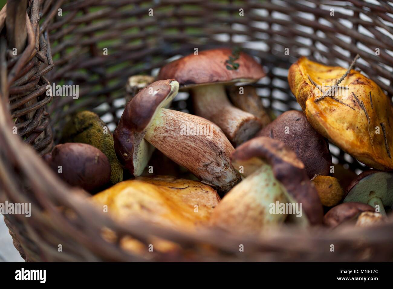 Fungi wicker baskets hi-res stock photography and images - Alamy