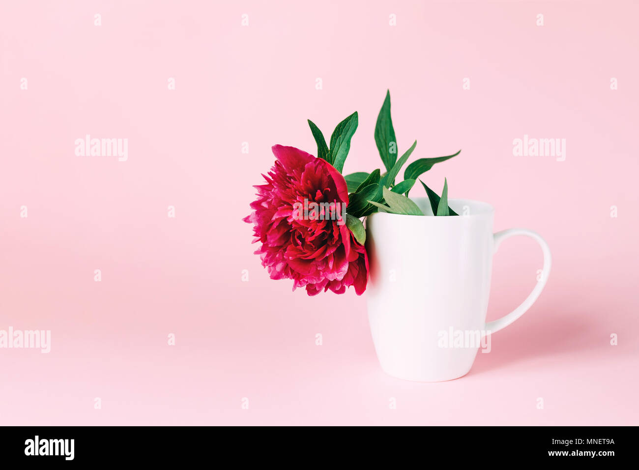 A white cup with pink flower inside. Trendy background with peony Stock ...