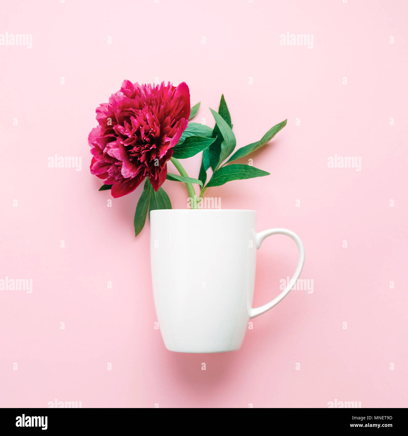 A white cup with pink flower inside. Trendy background with peony. Top ...