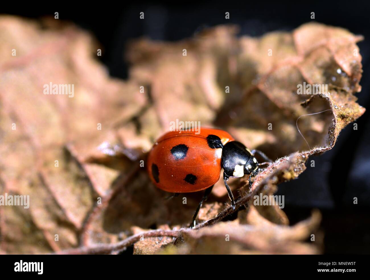 Common Red and Black Ladybird on a dried leaf Stock Photo - Alamy
