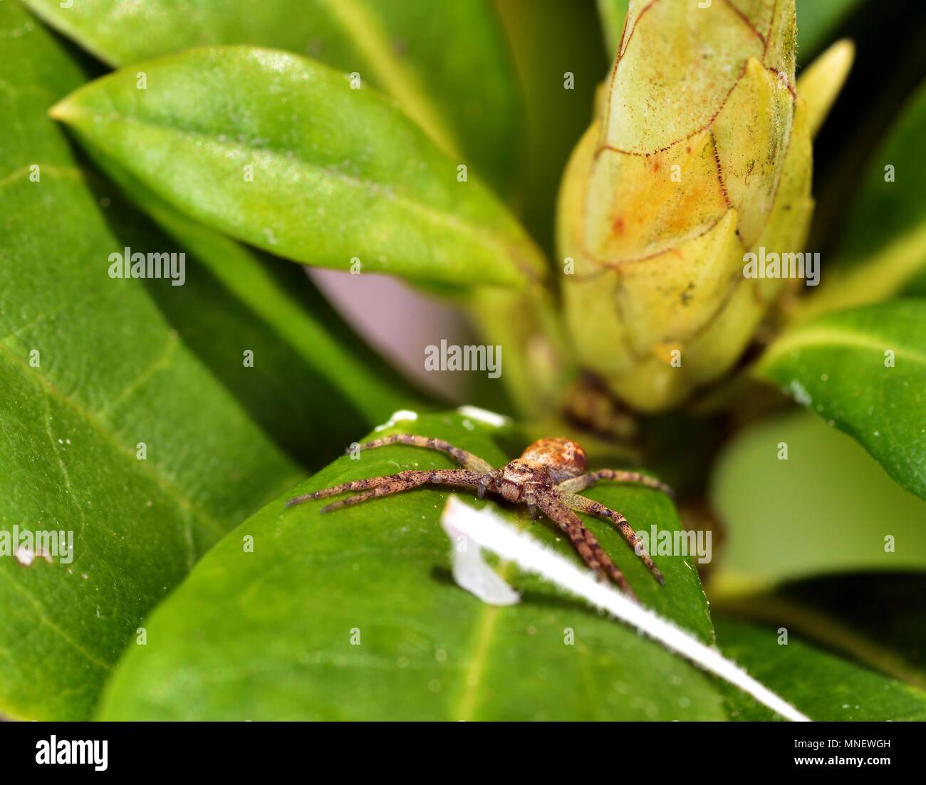 Garden Spider clinging to the Rhododendron flower Stock Photo - Alamy