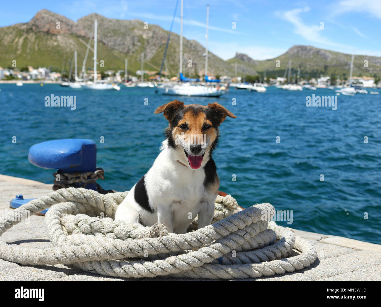 Dog in rope hi-res stock photography and images - Alamy