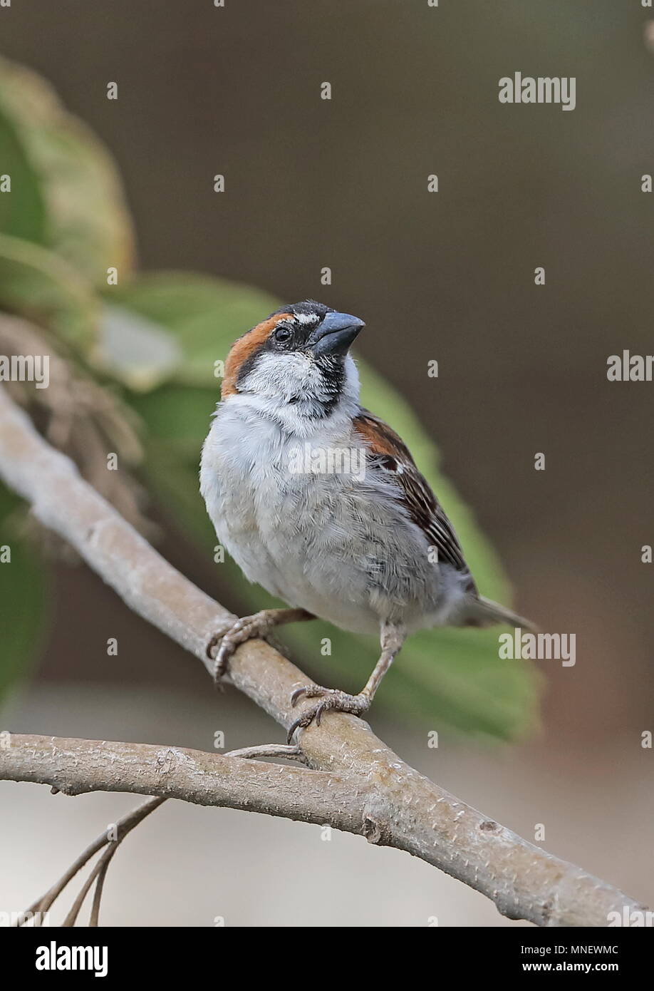 Cape sparrow verde hi-res stock photography and images - Alamy