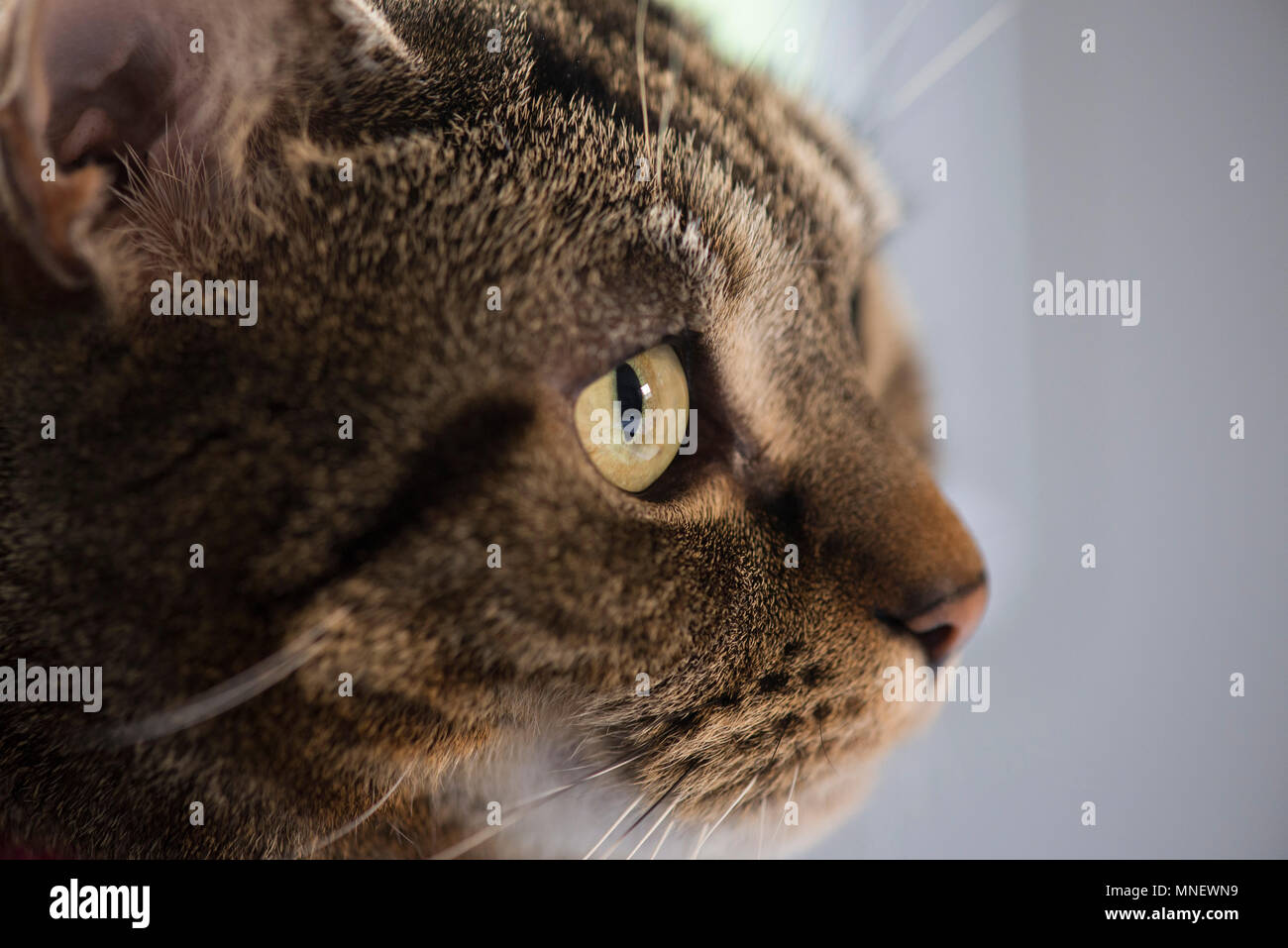 Cats head and eye Stock Photo - Alamy