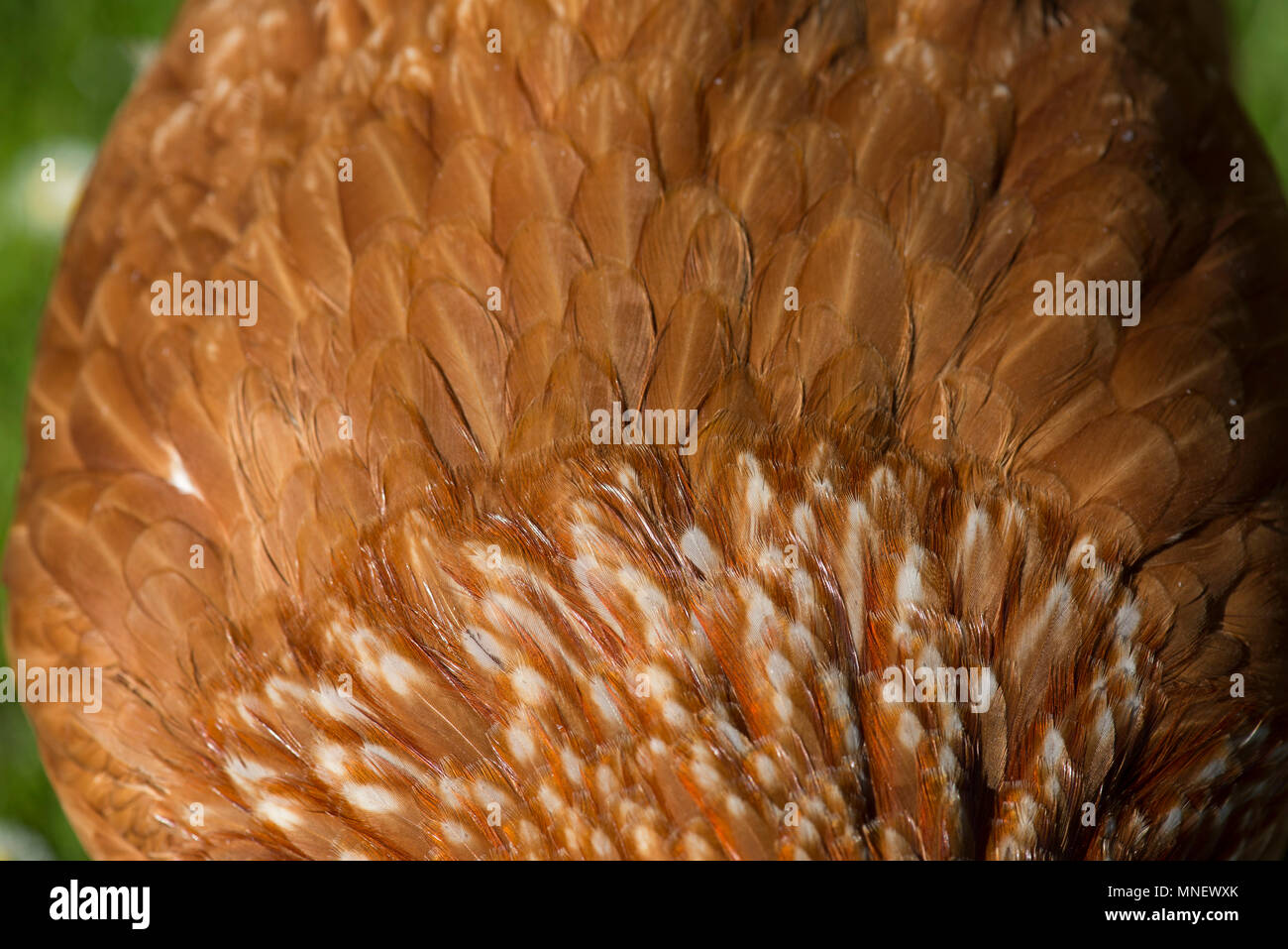 Neck chickens hi-res stock photography and images - Alamy