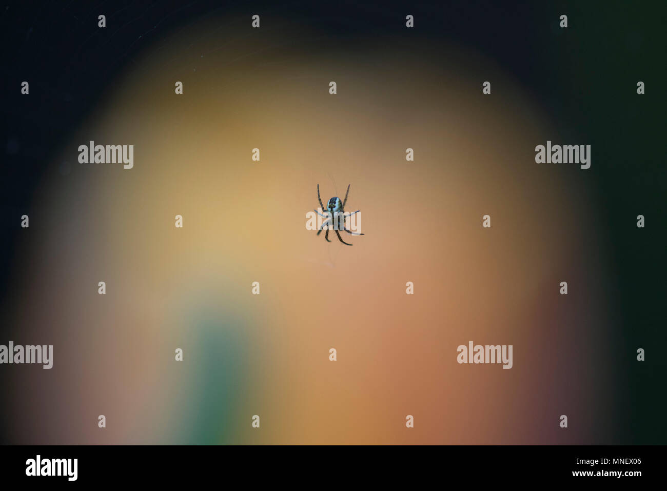 This is a tiny spider hi-res stock photography and images - Alamy