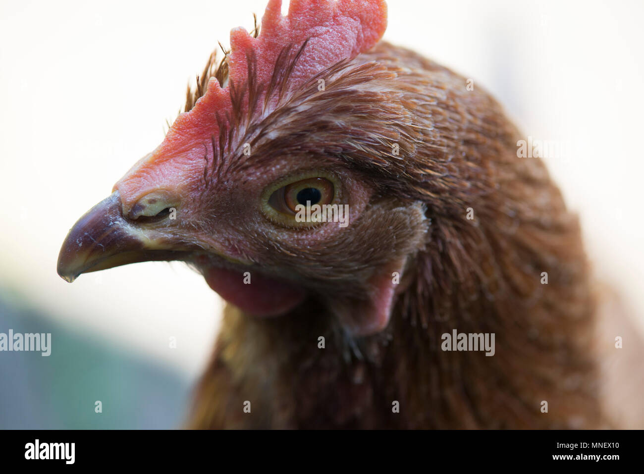 Chickens are intelligent hi-res stock photography and images - Alamy