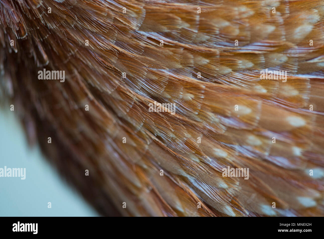 Close up of a chicken showing the feathers textures Stock Photo - Alamy
