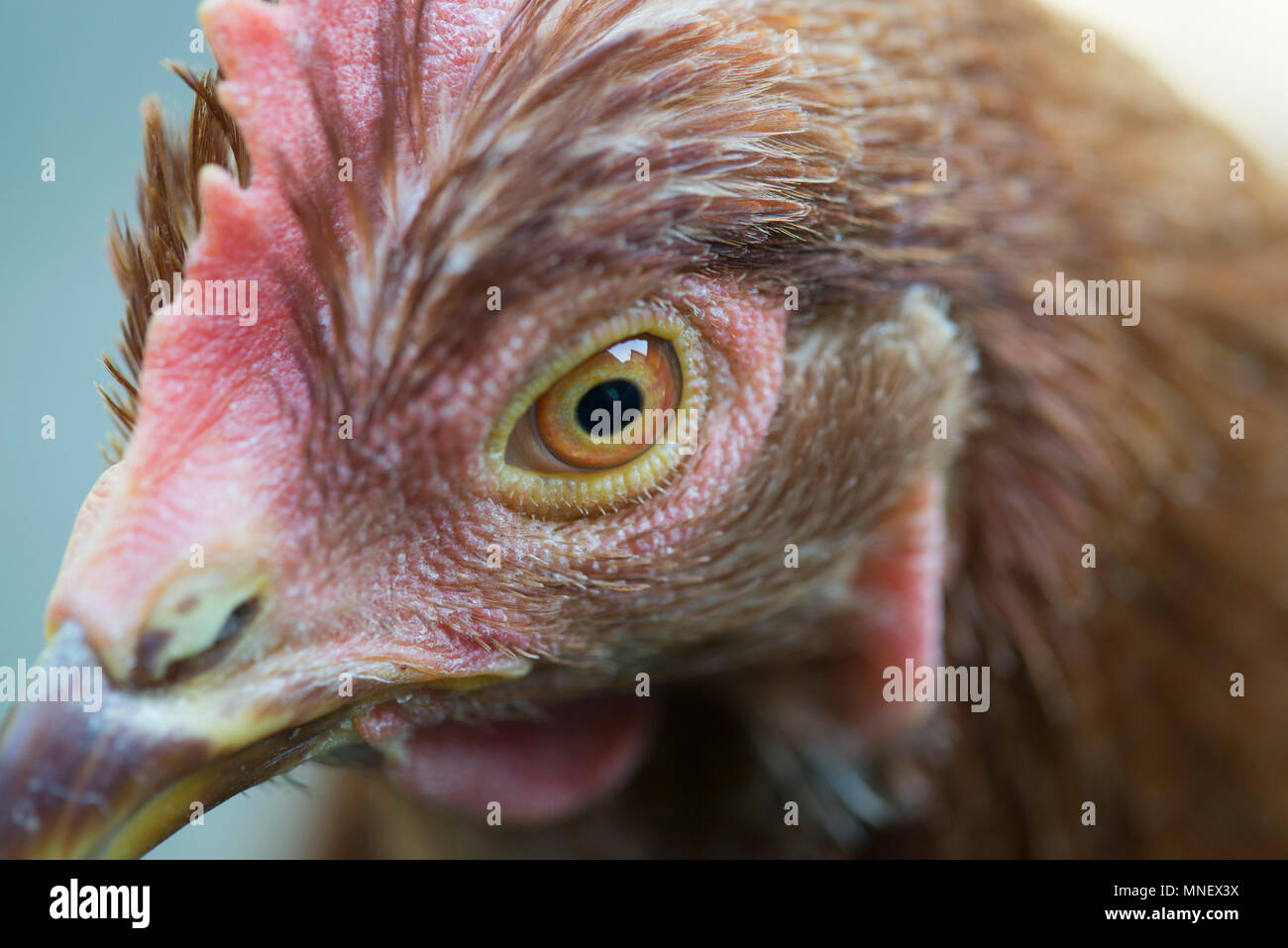 Macro close up of a chickens head Stock Photo - Alamy
